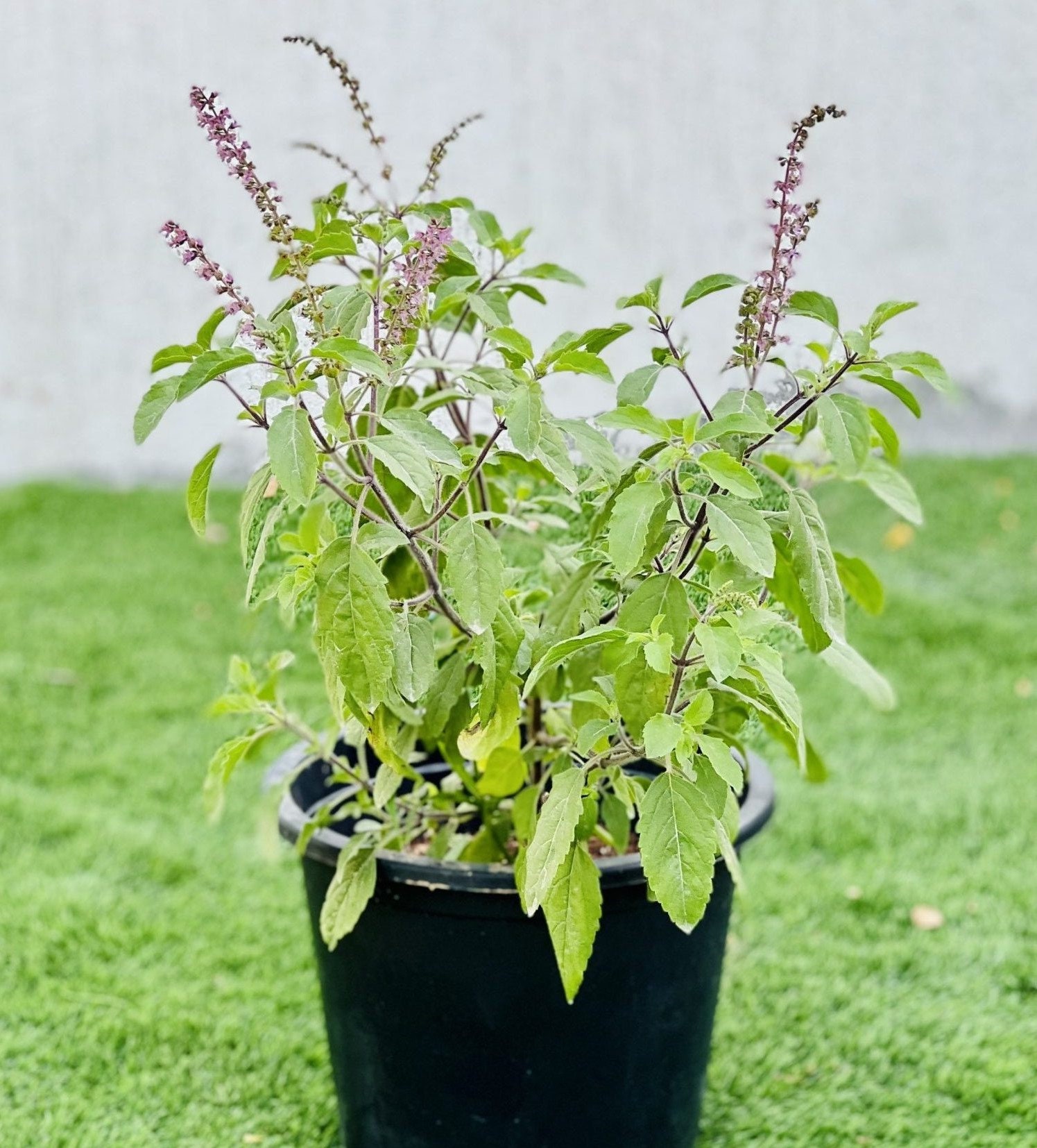 Ocimum Sanctum 250+ Seeds, Tulsi Holy Basil Culinary Therapeutic Herb ...