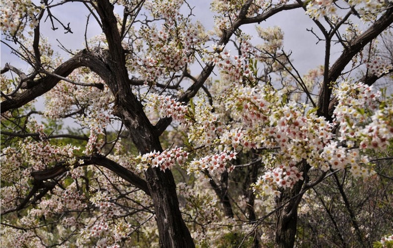 Xanthoceras Sorbifolium 5 Seeds Hardy Yellowhorn Stunning | Etsy