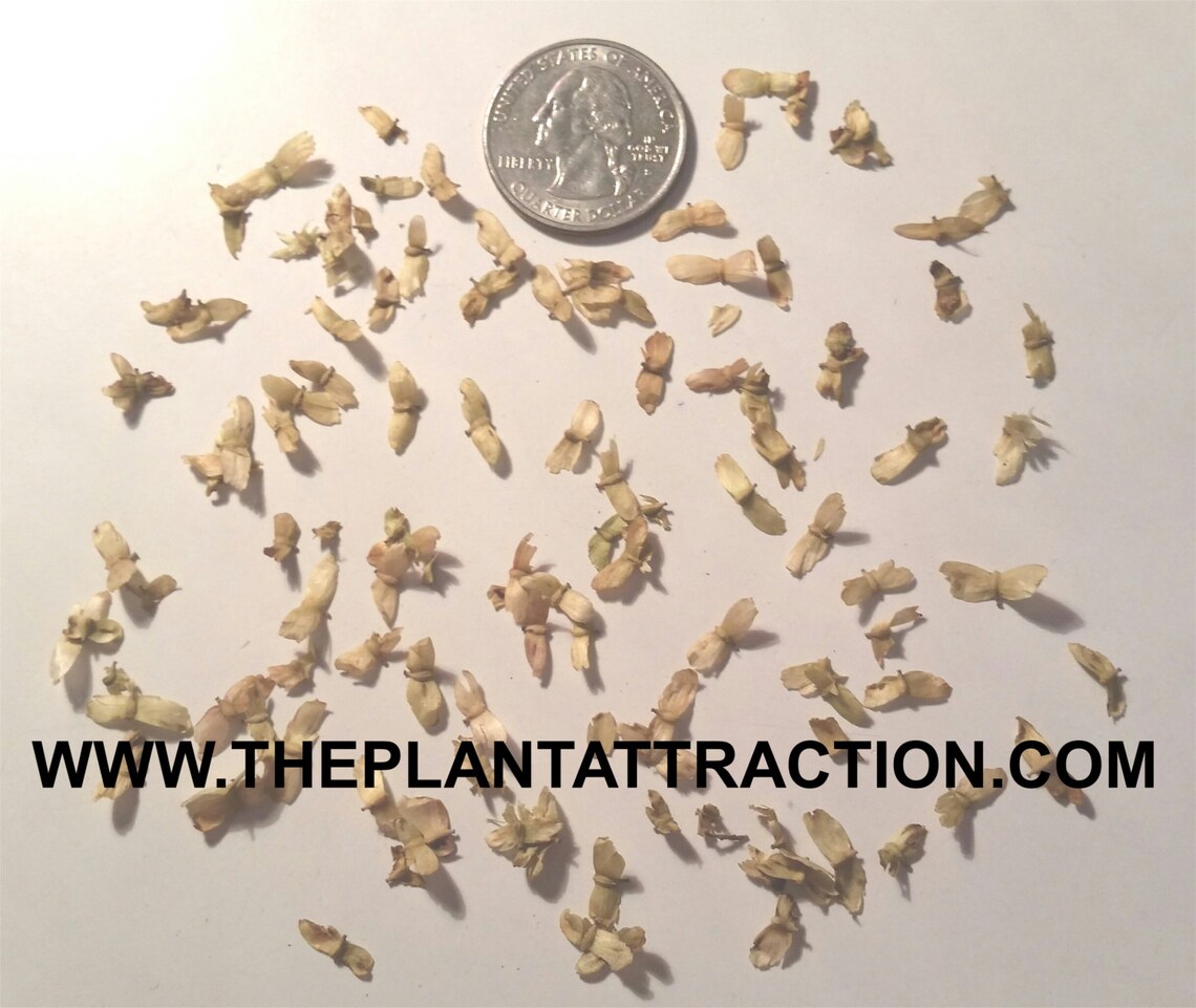 Terminalia Myriocarpa Tree 20 Seeds, East Indian Almond, Garden Hollock ...