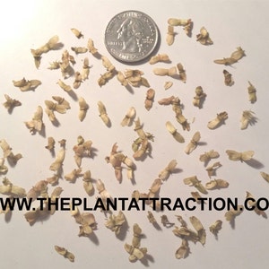 Terminalia Myriocarpa Tree 20 Seeds, East Indian Almond, Garden Hollock ...