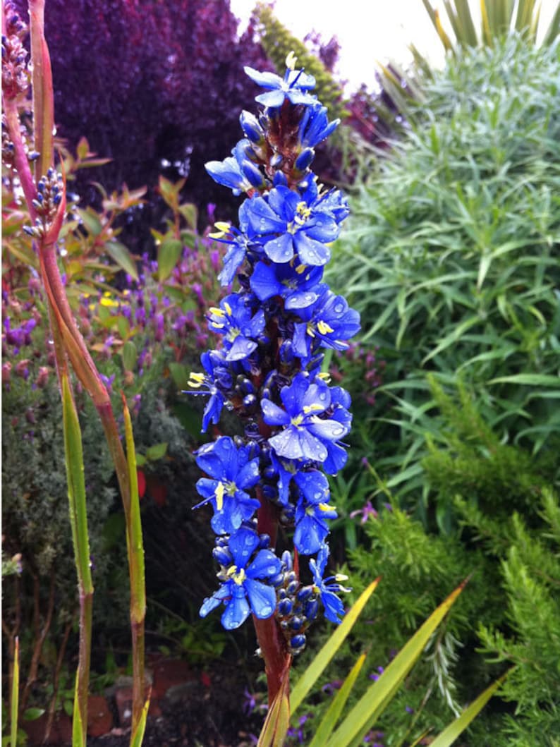 Aristea Capitata 10 Seeds A. Major or Blue Sceptre Perennial | Etsy