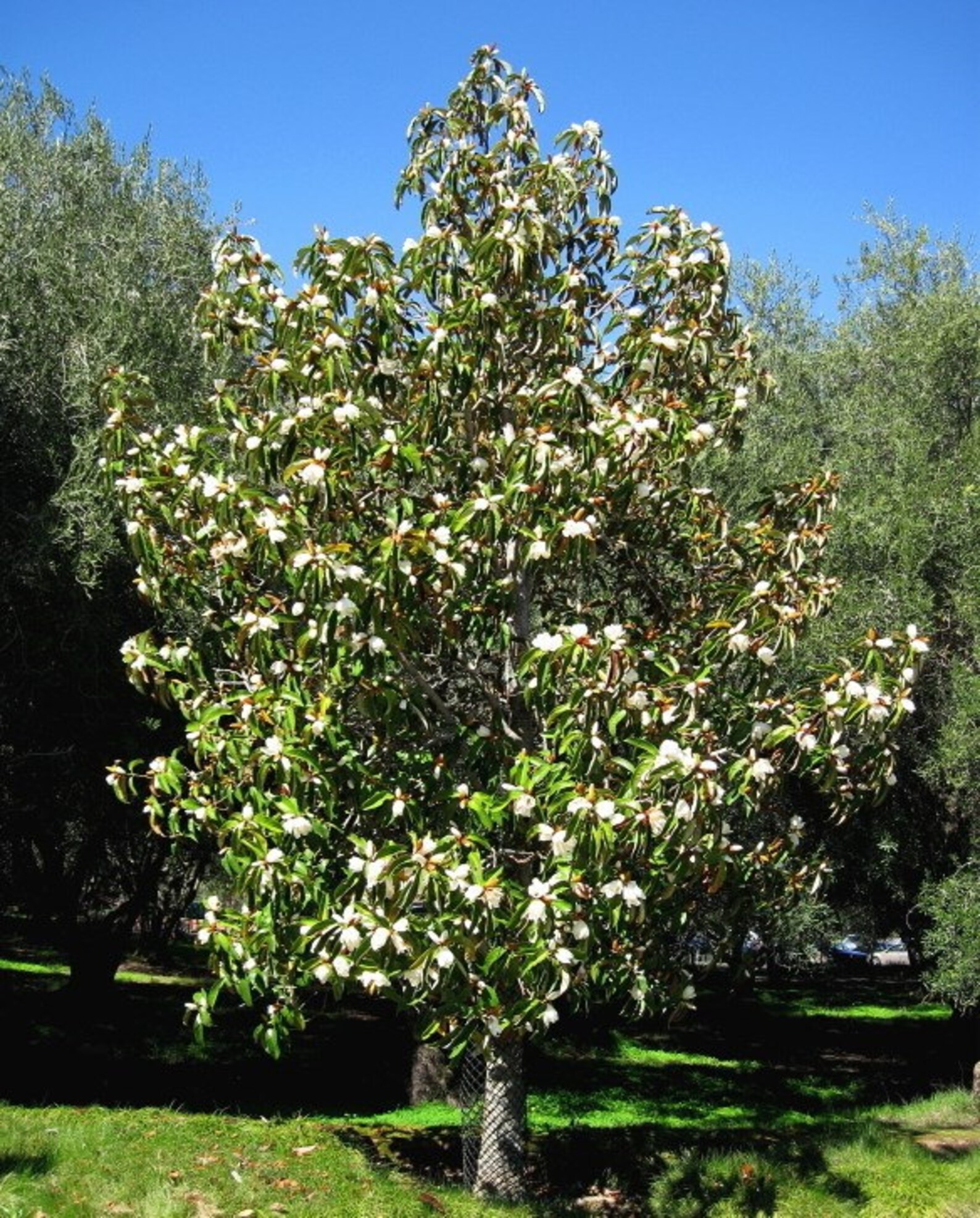 Michelia Excelsa Tree the Temple Magnolia Doltsopa 10 Seeds - Etsy