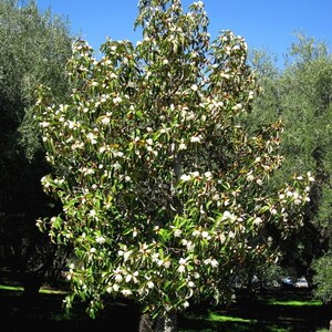 Michelia Excelsa Tree, the Temple Magnolia Doltsopa 10 Seeds, Very ...
