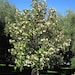 Michelia Excelsa Tree, the Temple Magnolia Doltsopa 10 Seeds, Very ...