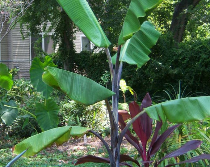 Musa Ornata Lavender Banana Live Rhizome Tropical Plant Exotic - Etsy