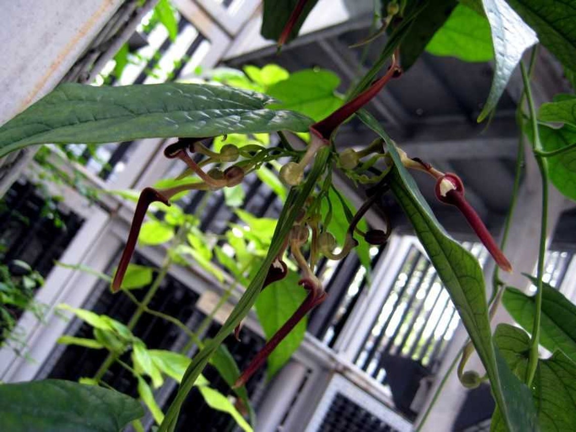 Aristolochia Tagala Vine 10 Seeds Indian Birthwort Medicinal - Etsy