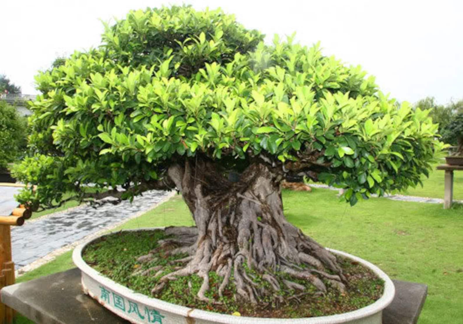 Ficus Benghalensis Tree 100 Seeds Banyan Garden Bengal Fig - Etsy