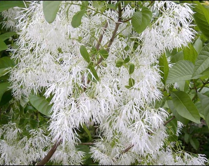 1 Year Old White Fringe Tree, Chionanthus Virginicus 4-6 Inches Tall ...