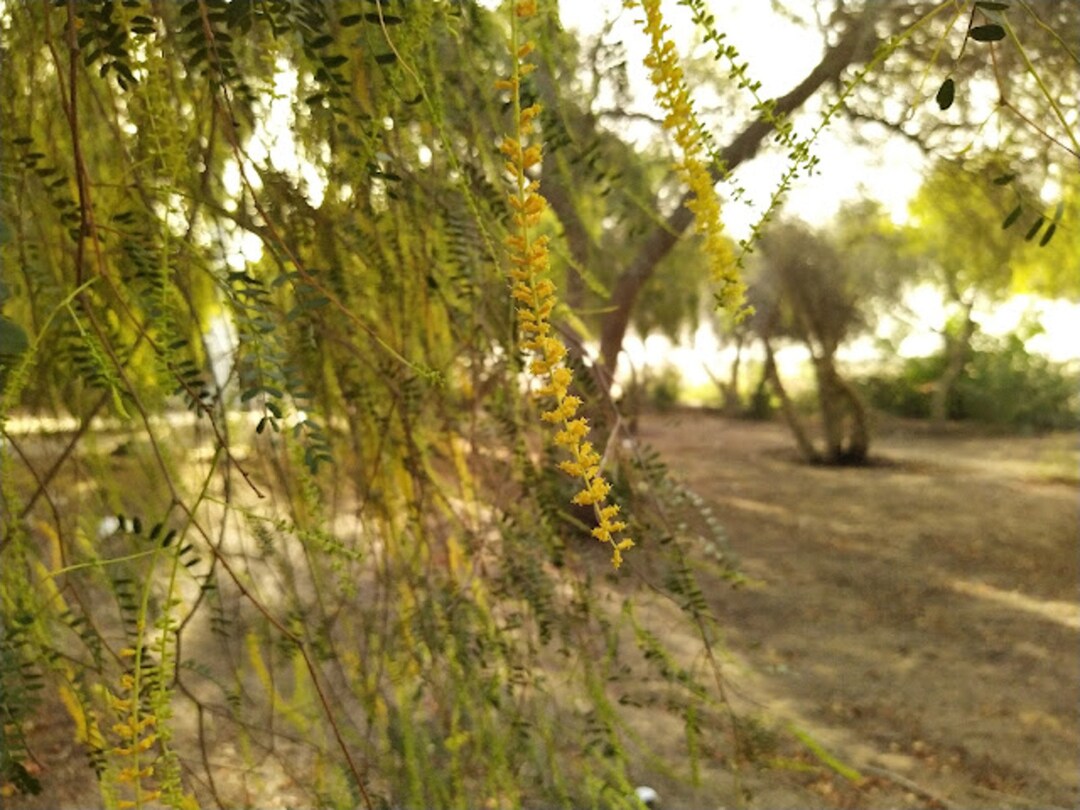 Prosopis Cineraria Tree 10 Seeds, Highly Valued Khejri, Chhonkara, and ...
