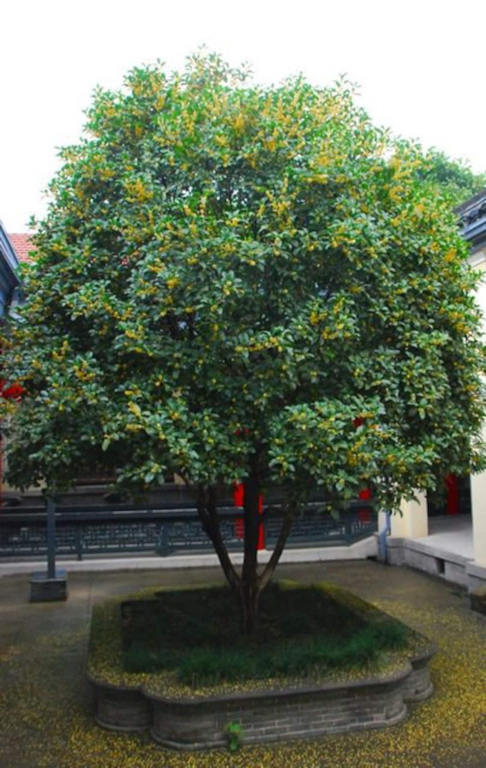 Osmanthus Fragrans Yellow 5 Seeds, Very Fragrant Sweet Olive, Cold ...
