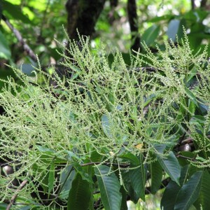 Terminalia Myriocarpa Tree 20 Seeds, East Indian Almond, Garden Hollock ...