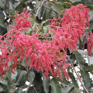 Terminalia Myriocarpa Tree 20 Seeds, East Indian Almond, Garden Hollock ...