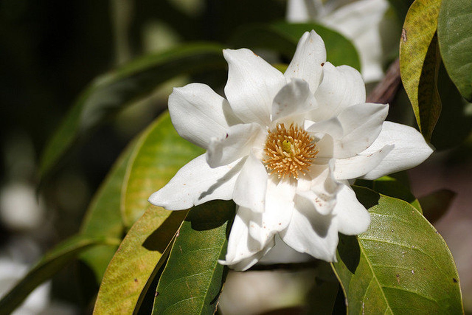 Michelia Excelsa Tree the Temple Magnolia Doltsopa 10 Seeds - Etsy