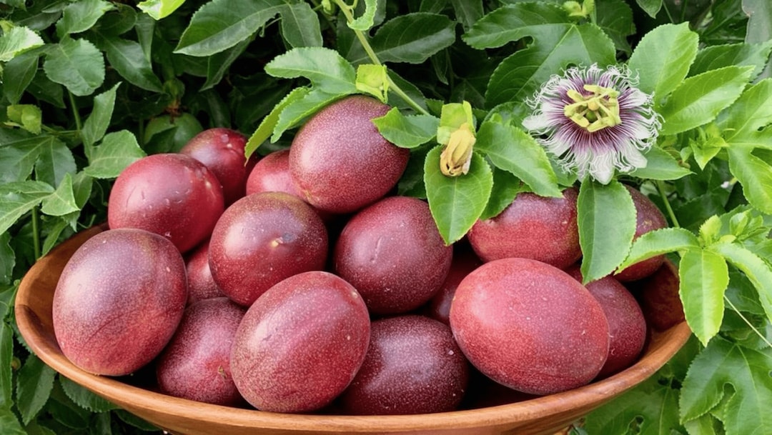 Passiflora Edulis 10 Seeds, Purple Edible Passion Fruit Vine Flowering ...