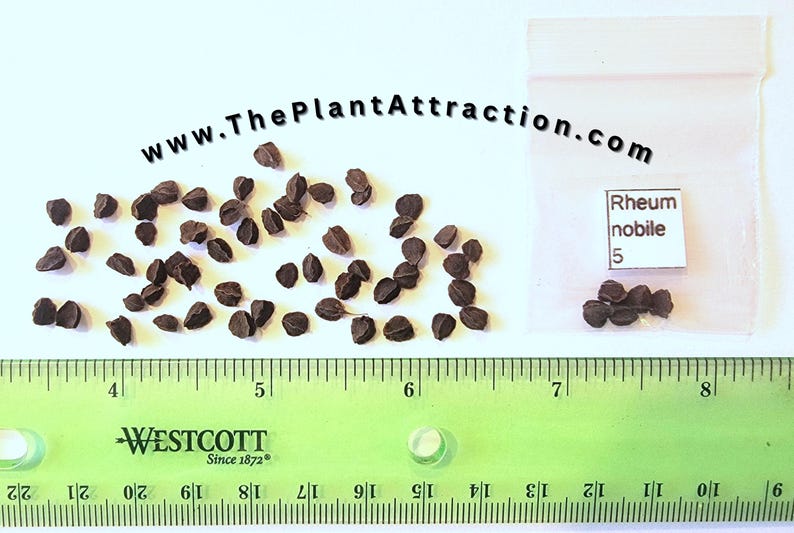 Rheum Nobile 5 Seeds, Giant Rare Edible Noble or Sikkim Rhubarb Hardy ...