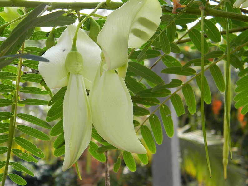 Sesbania Grandiflora Original White 10 Seeds, Hummingbird Tree Edible ...