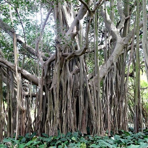 Ficus Benghalensis Tree 100+ Seeds, Banyan, Garden Bengal Fig, East ...