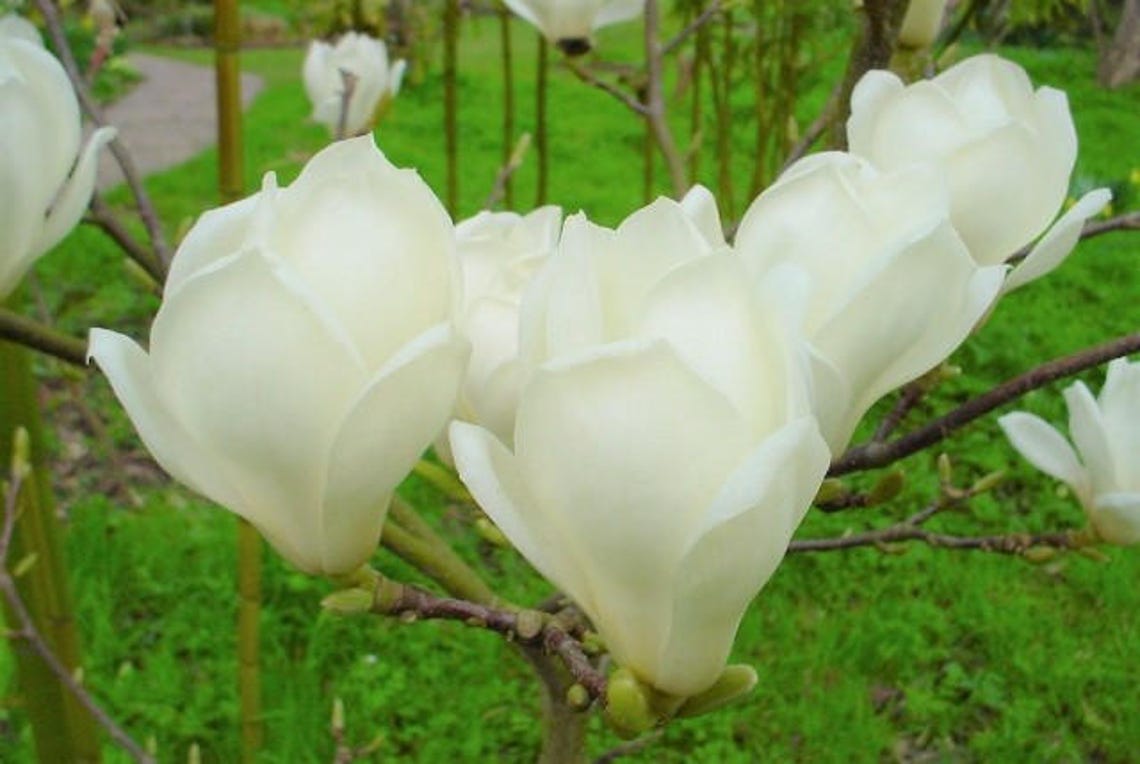 Magnolia Denudata 10 Seeds, Fragrant Yulan Jade Lily Tree Flowering ...