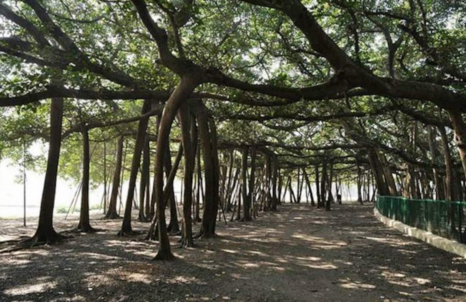 Ficus Benghalensis Tree 100 Seeds Banyan Garden Bengal Fig - Etsy