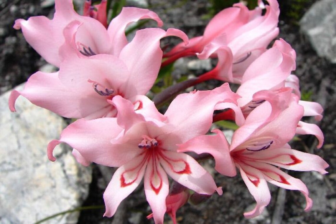 Gladiolus Carneus 8 Seeds African Painted Lady Flowers | Etsy