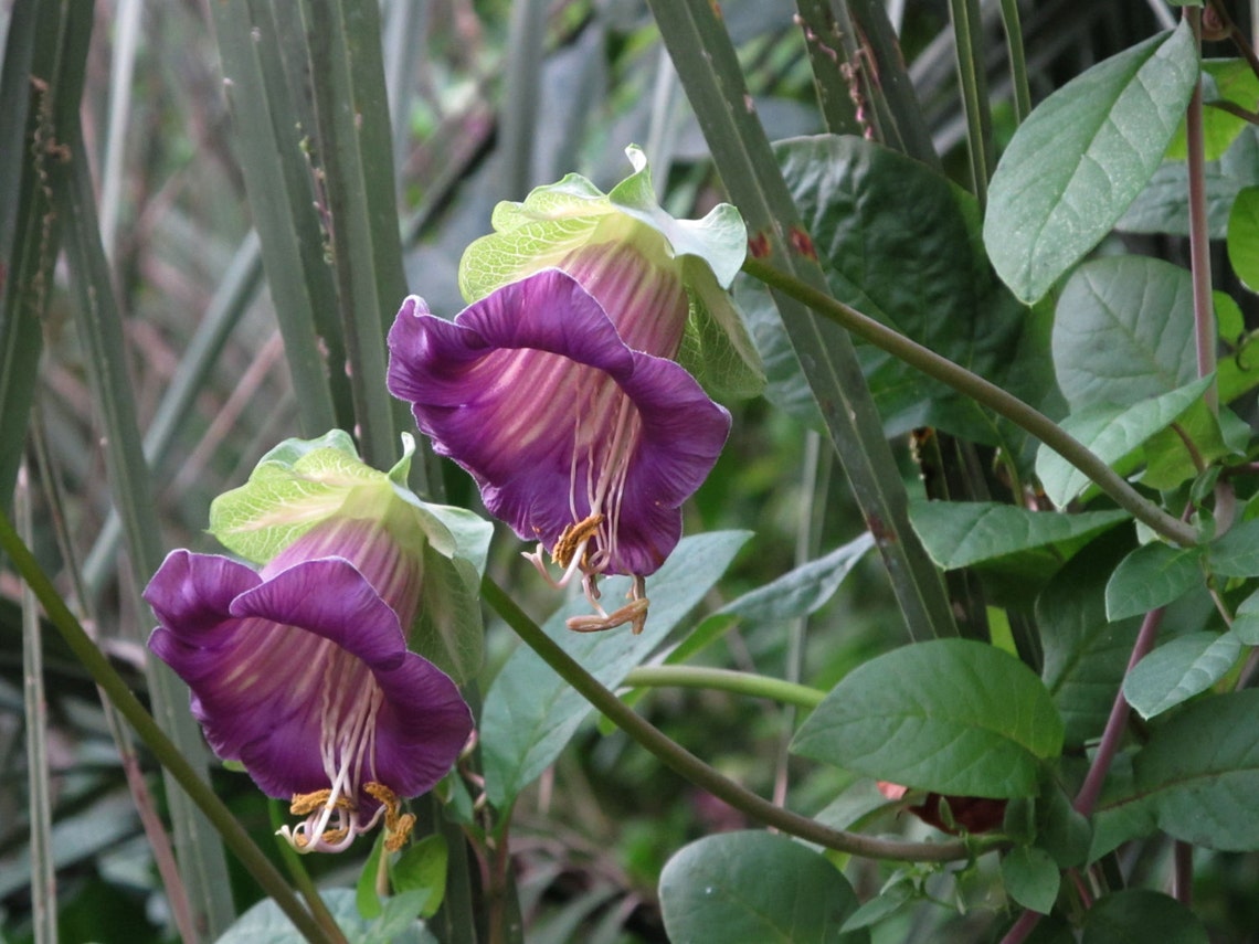 Cobaea Scandens Vine 10 Seeds, Garden Plants, Cathedral Bells, Cup ...