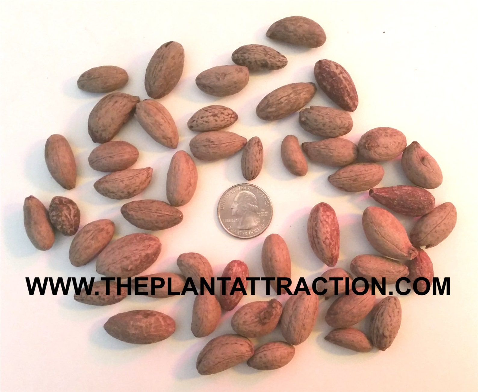 Elaeocarpus Floribundus Tree 4 Seeds Evergreen Edible Indian - Etsy