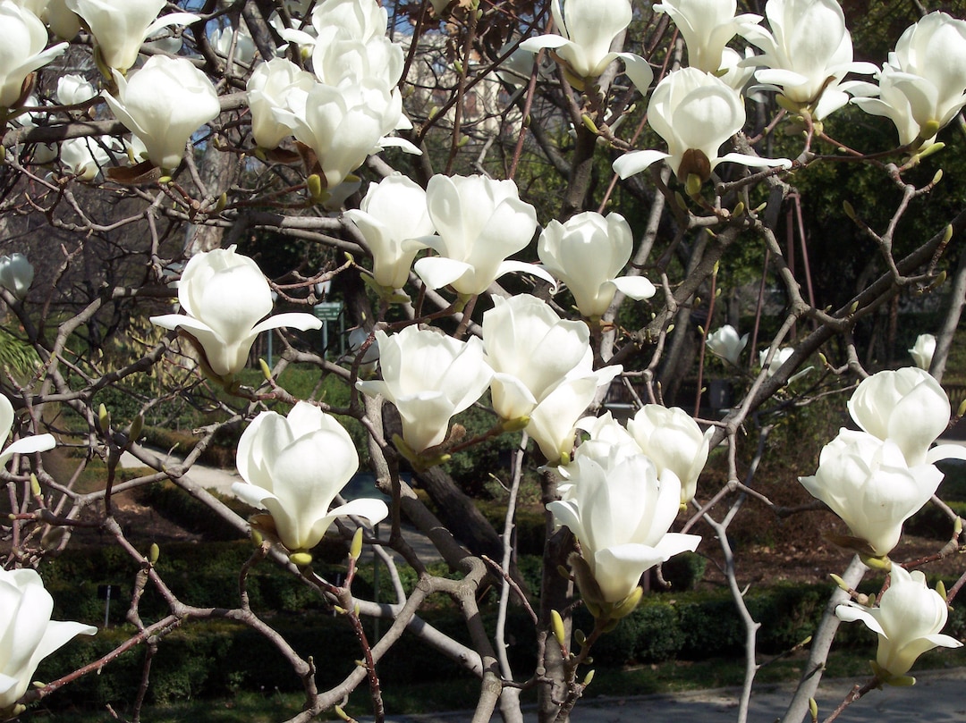 Magnolia Denudata 10 Seeds, Fragrant Yulan Jade Lily Tree Flowering ...