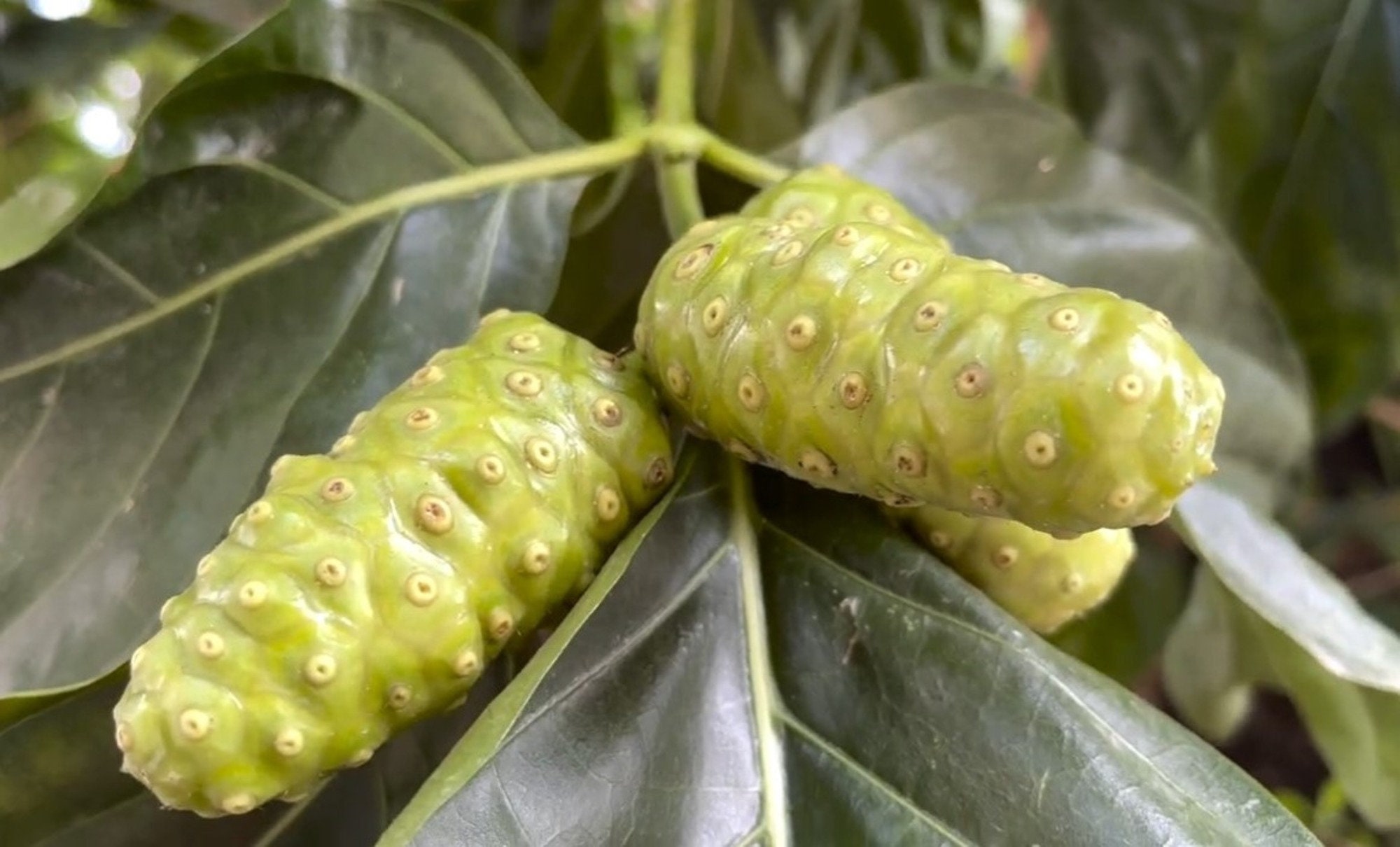 Morinda Citrifolia 15 Seeds, Noni Cheese Fruit Shrub or Small Tree ...