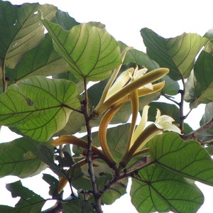 Pterospermum Acerifolium 6 Seeds, Bayur Shade Dinner Plate Tree ...