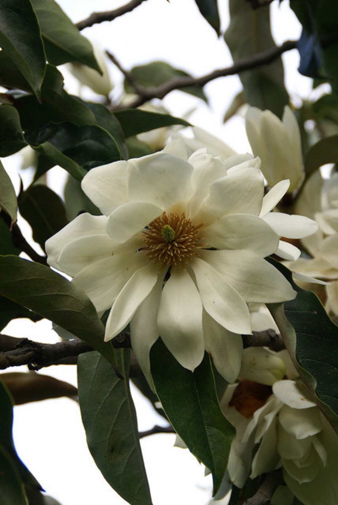 Michelia Excelsa Tree, the Temple Magnolia Doltsopa 10 Seeds, Very ...