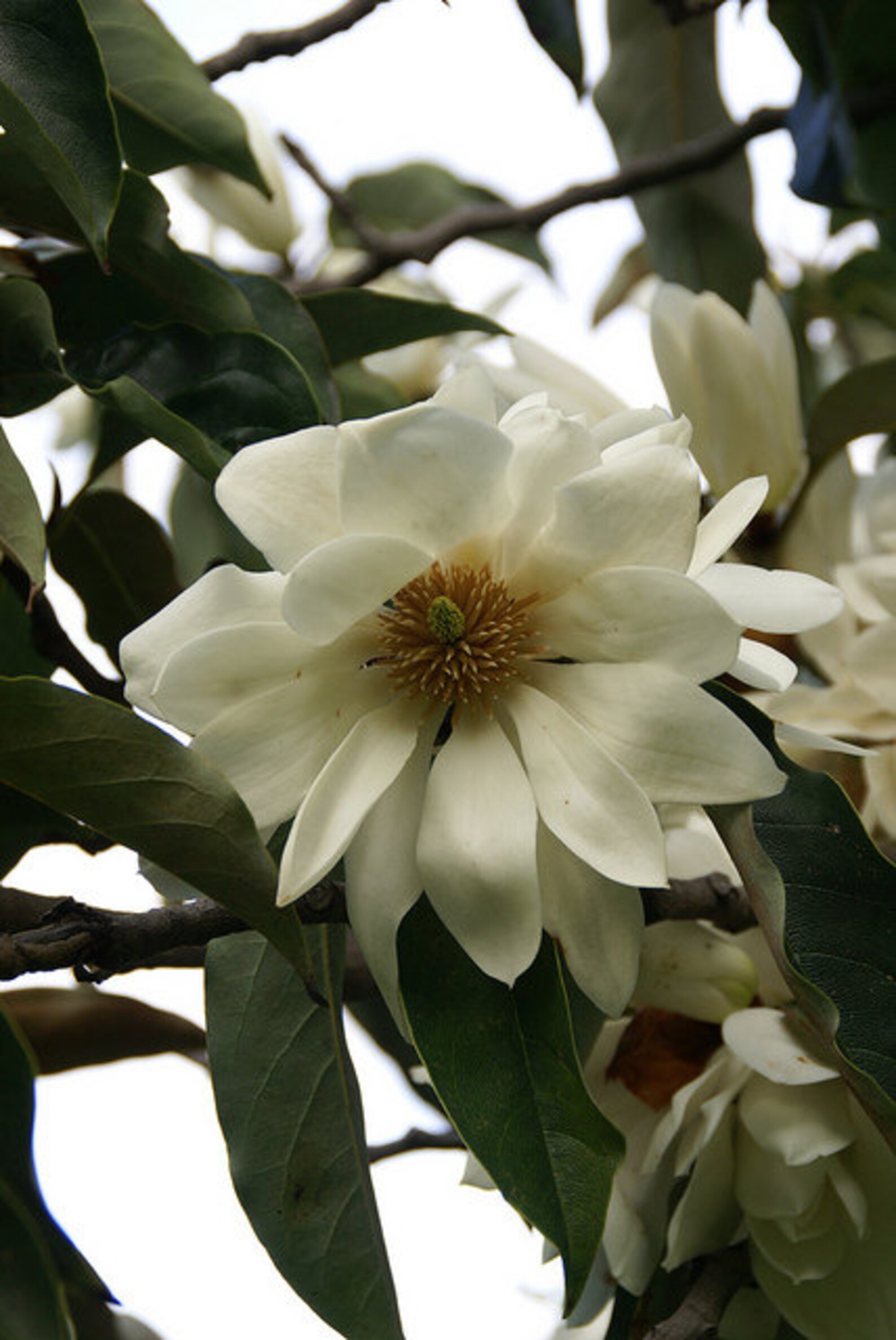 Michelia Excelsa Tree the Temple Magnolia Doltsopa 10 Seeds - Etsy