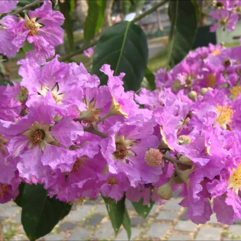 Purple Crape Myrtle - Etsy