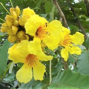 Markhamia Lutea 20 Seeds, Nile Tulip Trumpet or Siala Shrub or Small ...