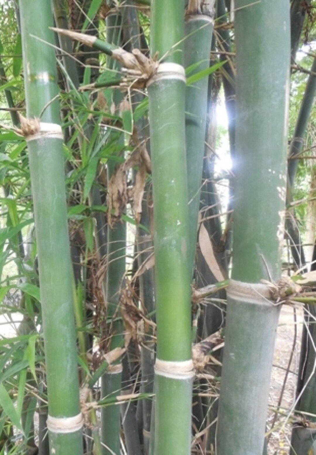 Bambusa Tulda 10 Seeds, Indian Bengal Timber Bamboo, Spineless and ...