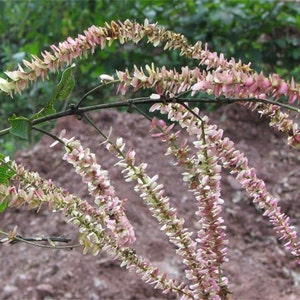 Terminalia Myriocarpa Tree 20 Seeds, East Indian Almond, Garden Hollock ...