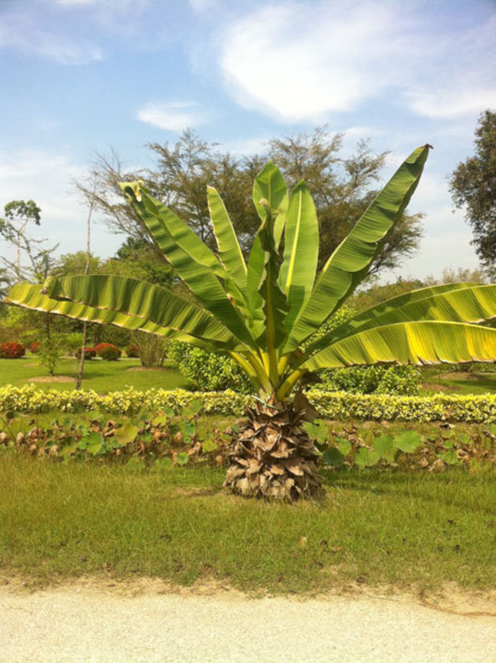 Ensete Superbum 5 Seeds Rare Hardy Rock or Cliff Banana - Etsy