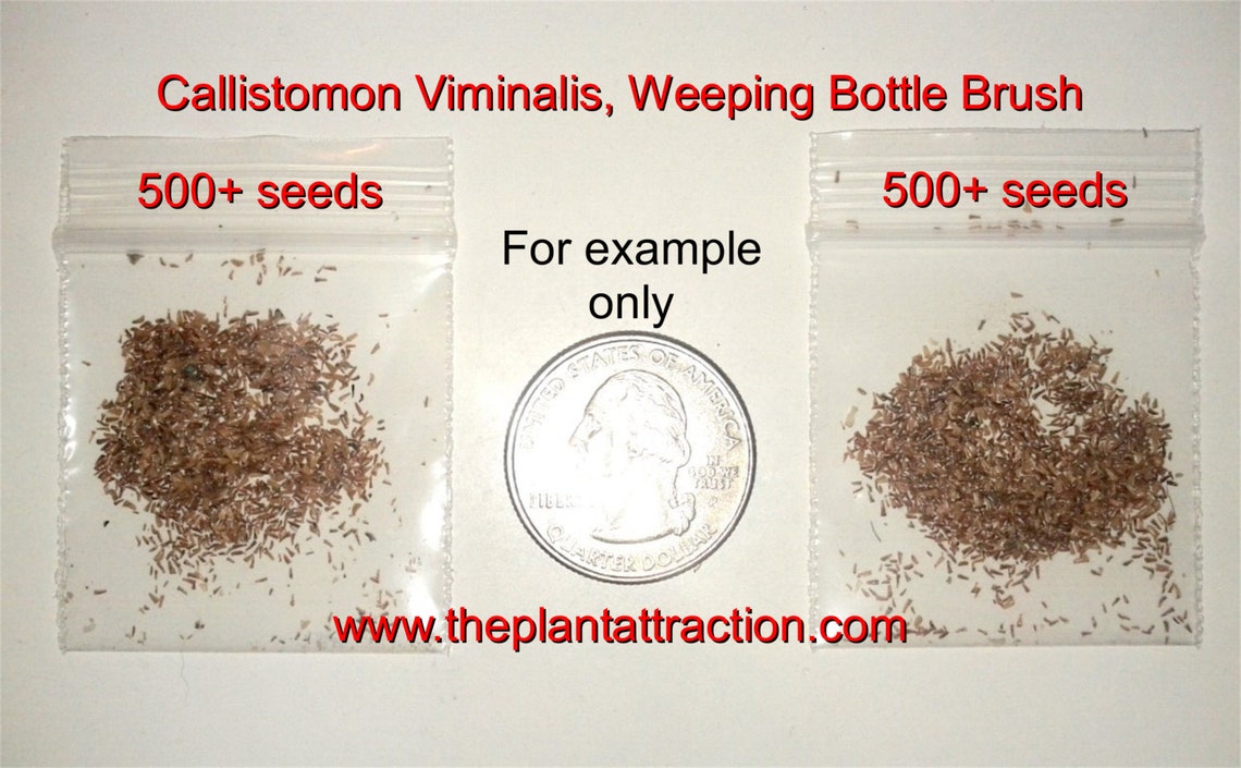 Callistemon Viminalis 500+ Seeds, Weeping Bottle Brush Tree, Ornamental ...