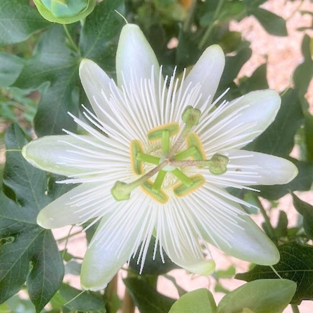 Passiflora Subpeltata Vine 10 Seeds, White Passion Flower Fruit ...