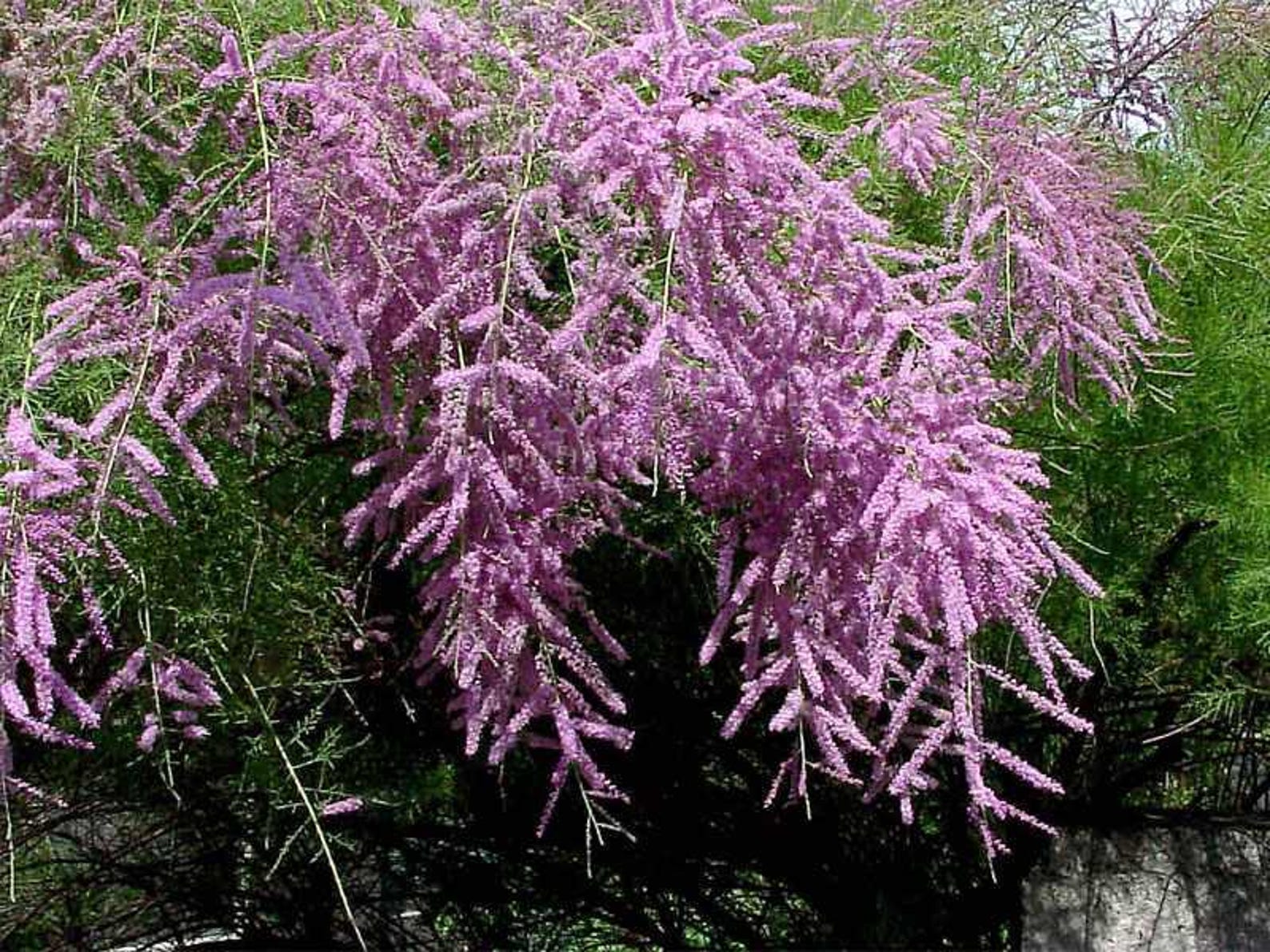 Tamarix Ramosissima .5 (half) Gram Seeds, Salt Cedar Hardy Tamarisk ...