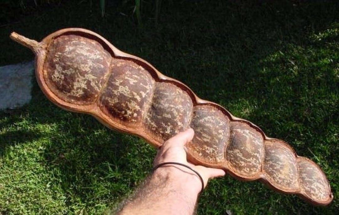 Entada Phaseoloides 1 Big Seed, World's Longest Legume GUGO Liana Vine ...