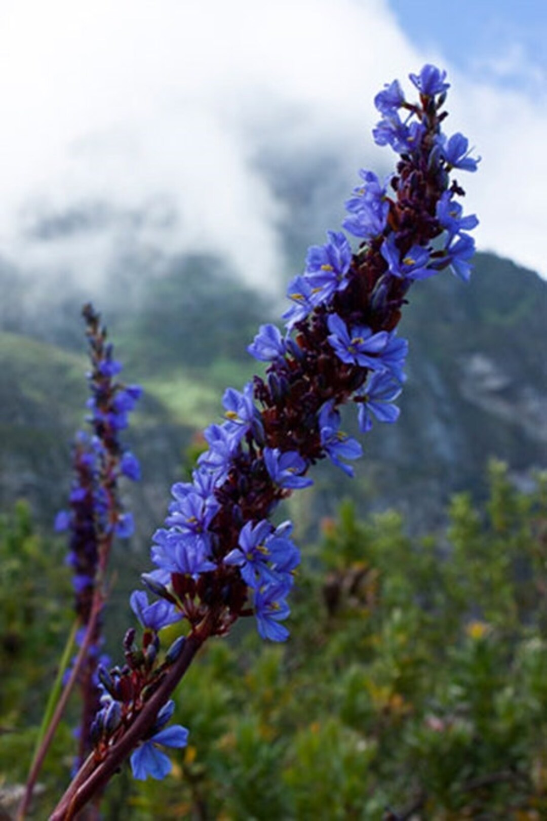 Aristea Capitata 10 Seeds, A. Major or Blue Sceptre Perennial Garden ...