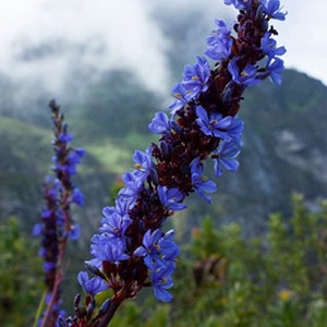 Aristea Capitata 10 Seeds, A. Major or Blue Sceptre Perennial Garden ...