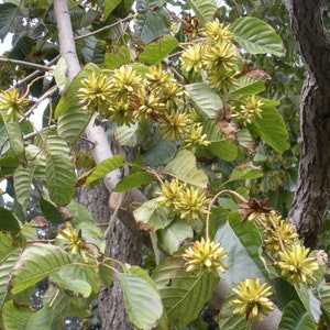 Camptotheca Acuminata 10 Seeds, the Happy Tree, Tree of Life Herb - Etsy