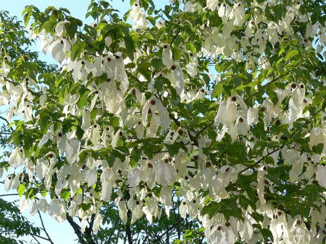 Davidia Involucrata Seed, Hardy Dove Tree, Handkerchief or Ghost Tree ...