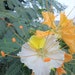 Delonix Elata Tree 5 Seeds, White Gulmohar Poinciana Bonsai Garden - Etsy