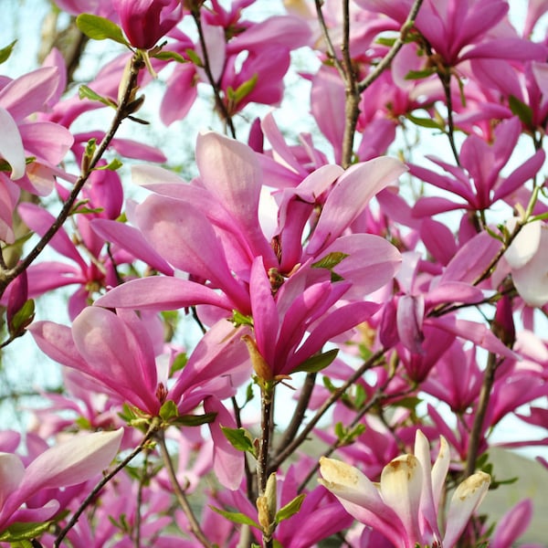 Tulip Magnolia Tree - Etsy