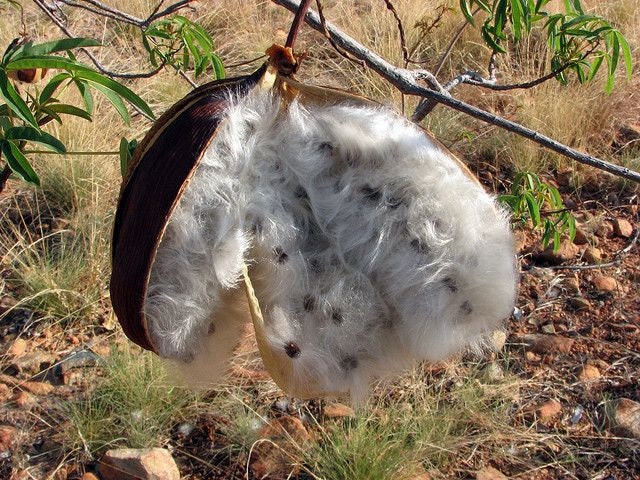 Ceiba Pentandra Tree 15 Seeds, Large Kapok Silk Cotton Java Bonsai ...