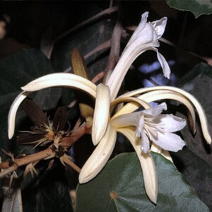 Pterospermum Acerifolium 6 Seeds, Bayur Shade Dinner Plate Tree ...