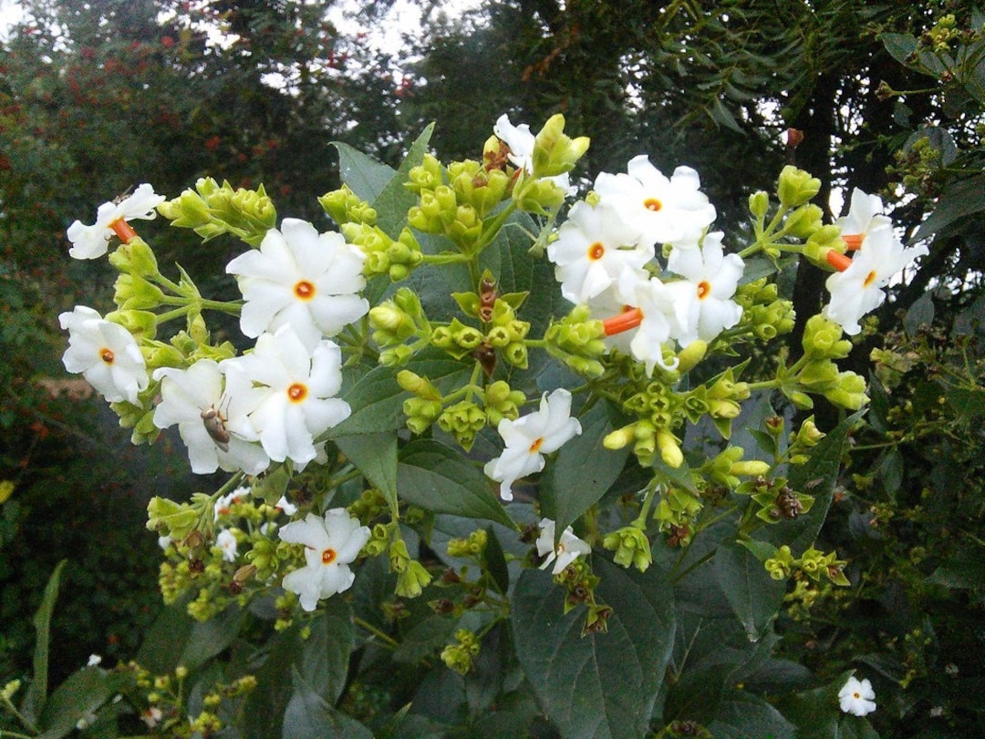Nyctanthes Arbor Tristis 10 Seeds/ 5 Fruits, Fragrant Night Jasmine ...