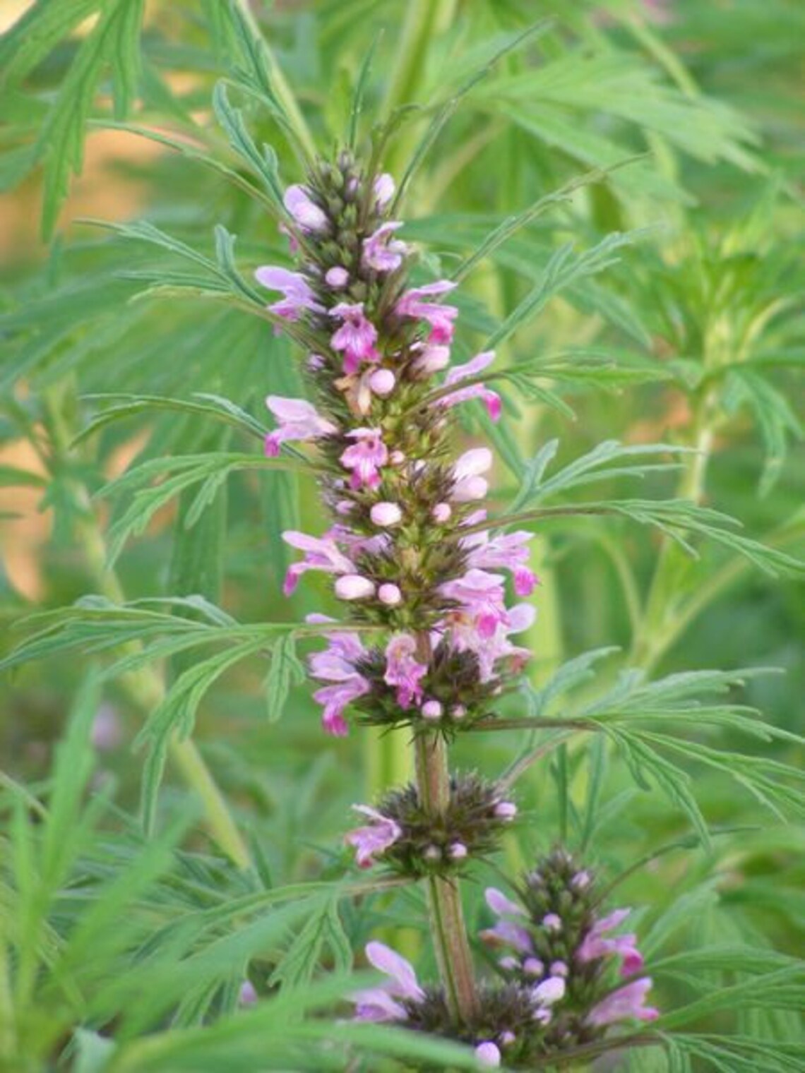 Leonurus Artemisia Plant 50 Seeds Chinese Motherwort - Etsy